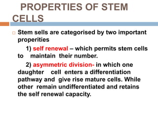 Stem cells | PPT