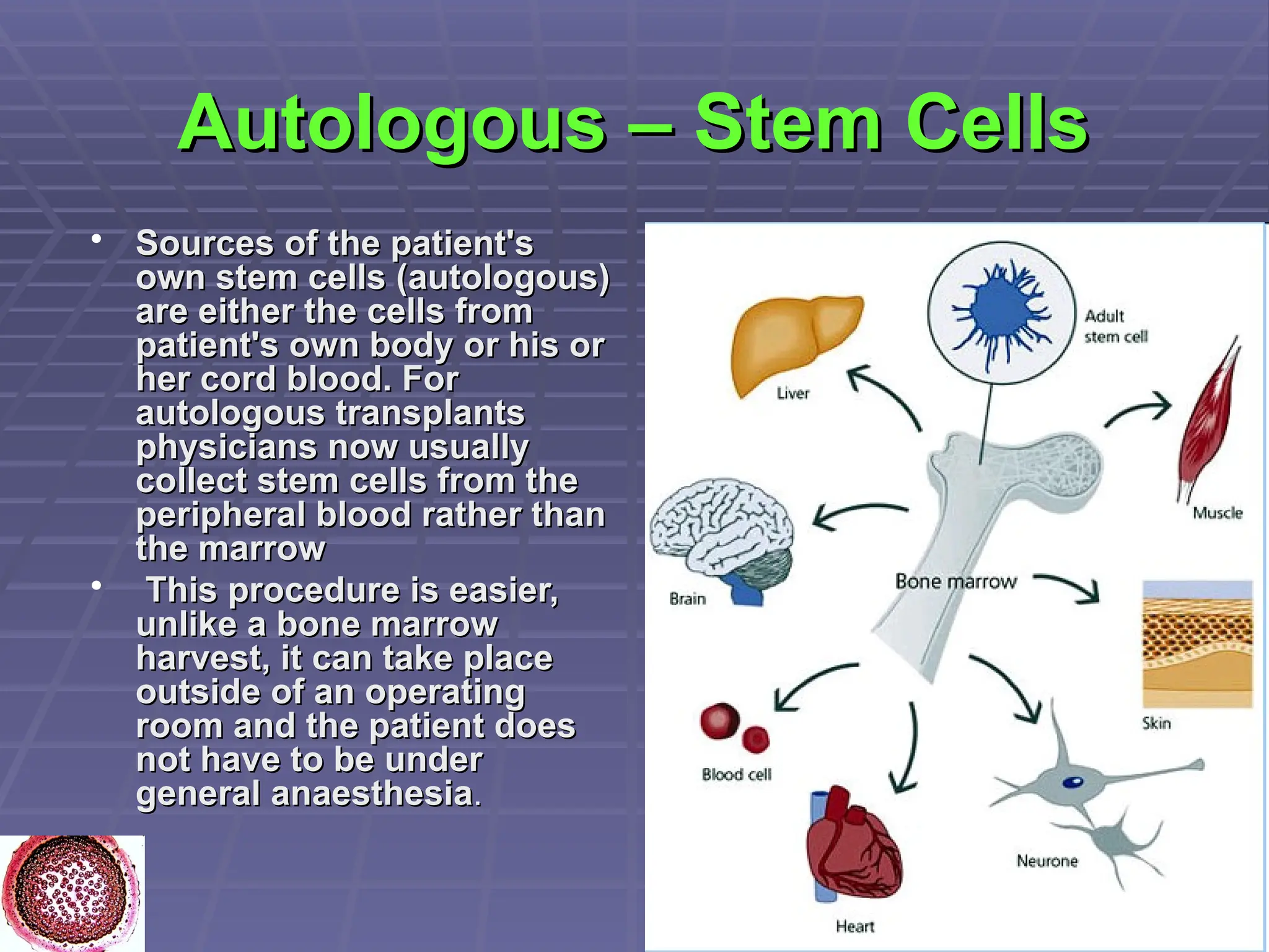 Stem cells-2.ppt for undergraduate students | PPT