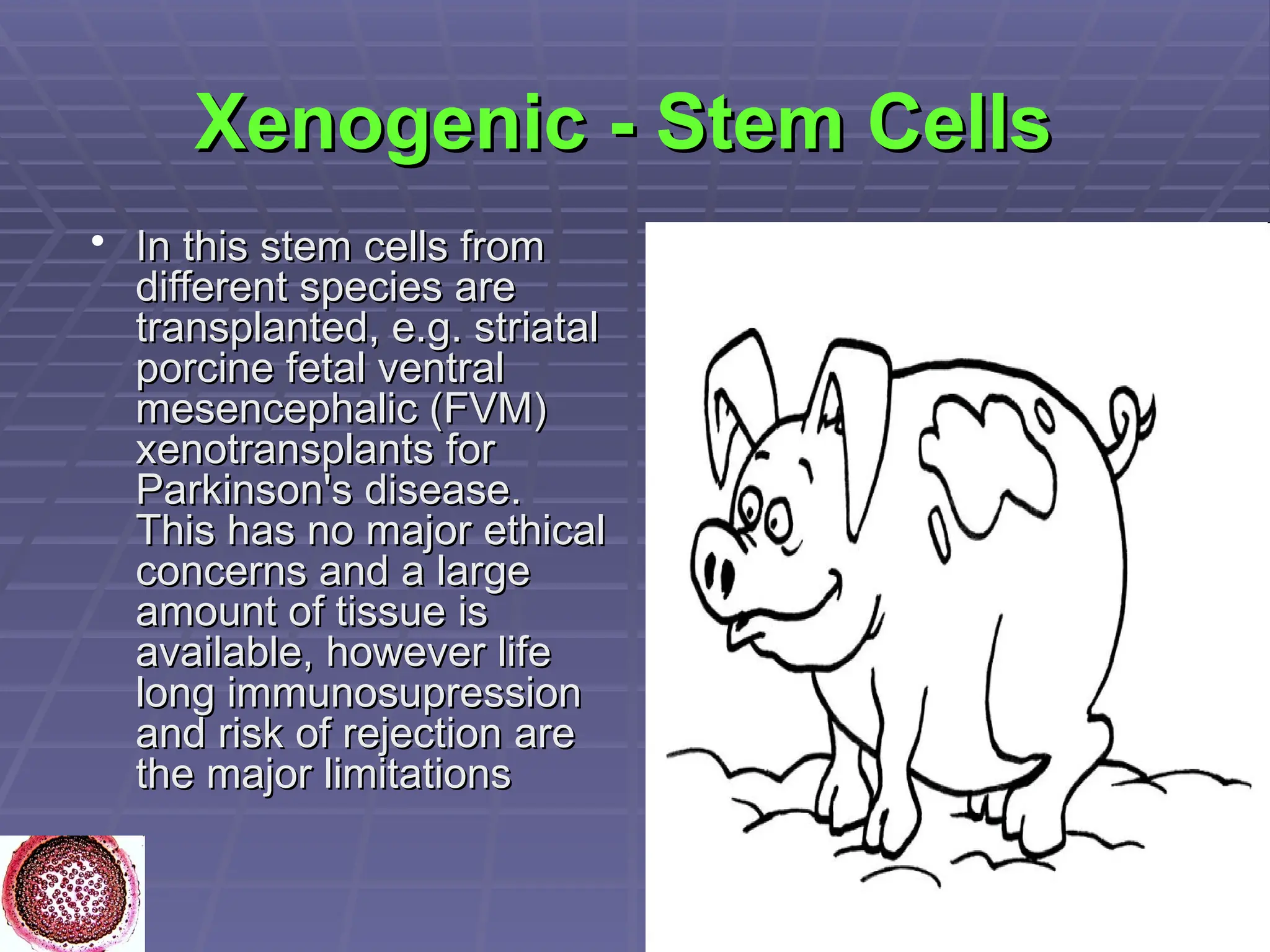 Stem cells-2.ppt for undergraduate students | PPT