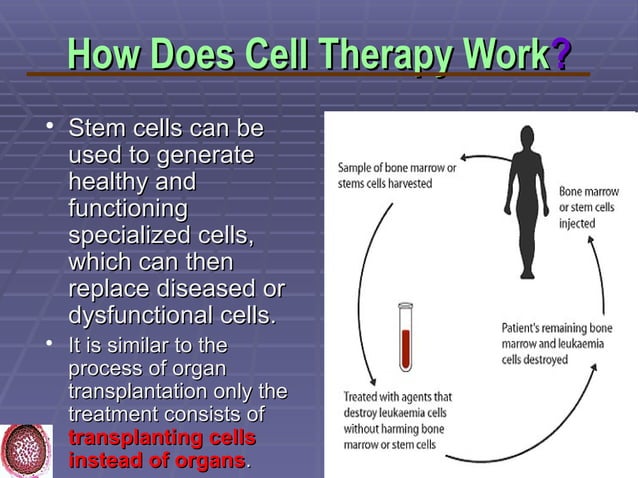 Stem cells-2.ppt for undergraduate students | PPT