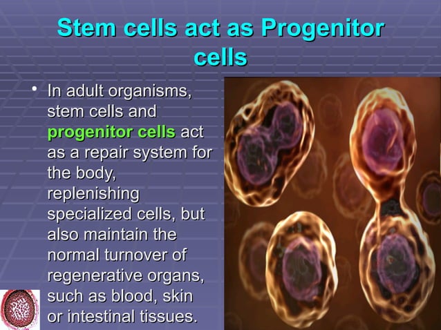 Stem cells-2.ppt for undergraduate students | PPT