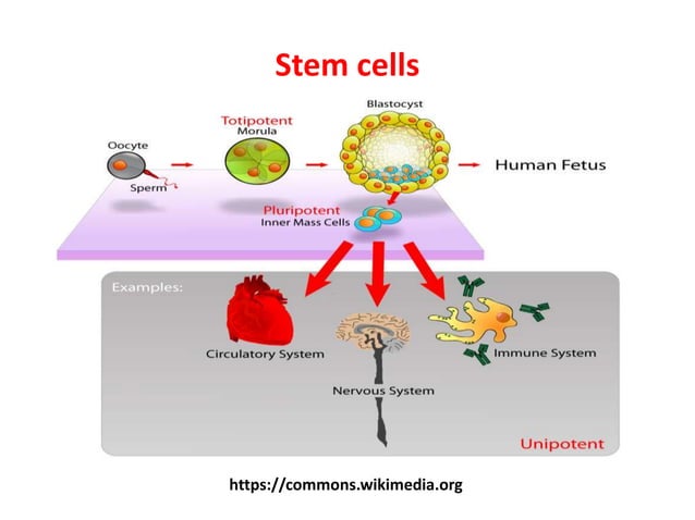 STEM CELLS SMG | PPT