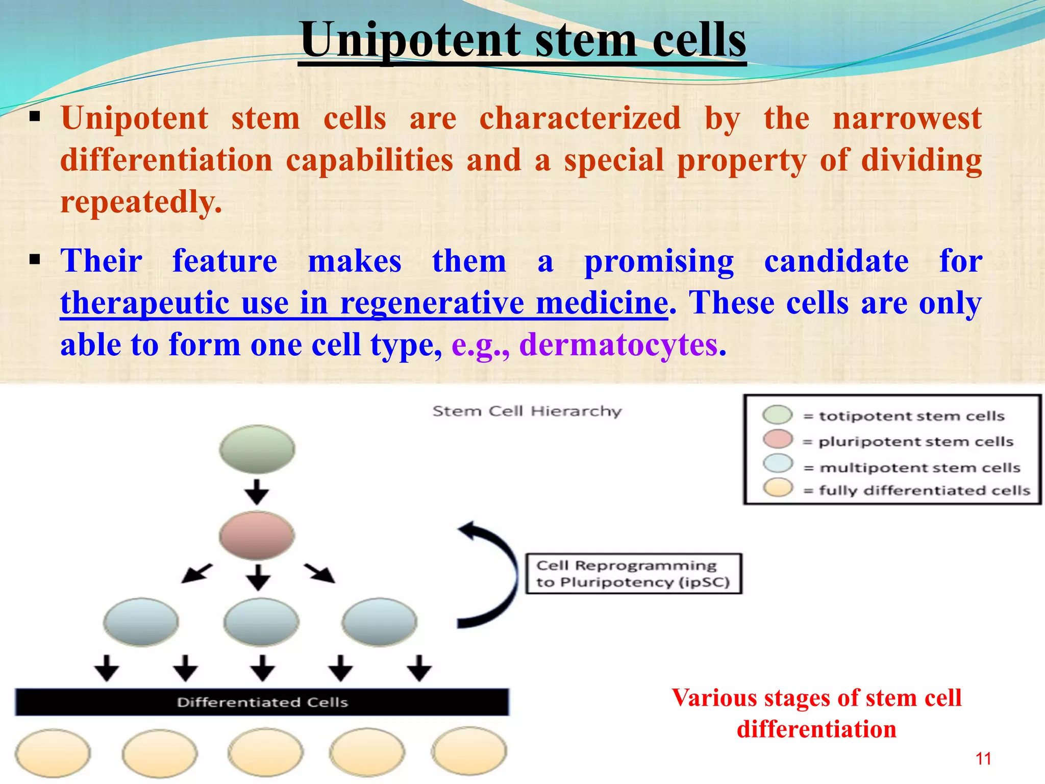 Stem Cell Technology and its Clinical Application | PDF
