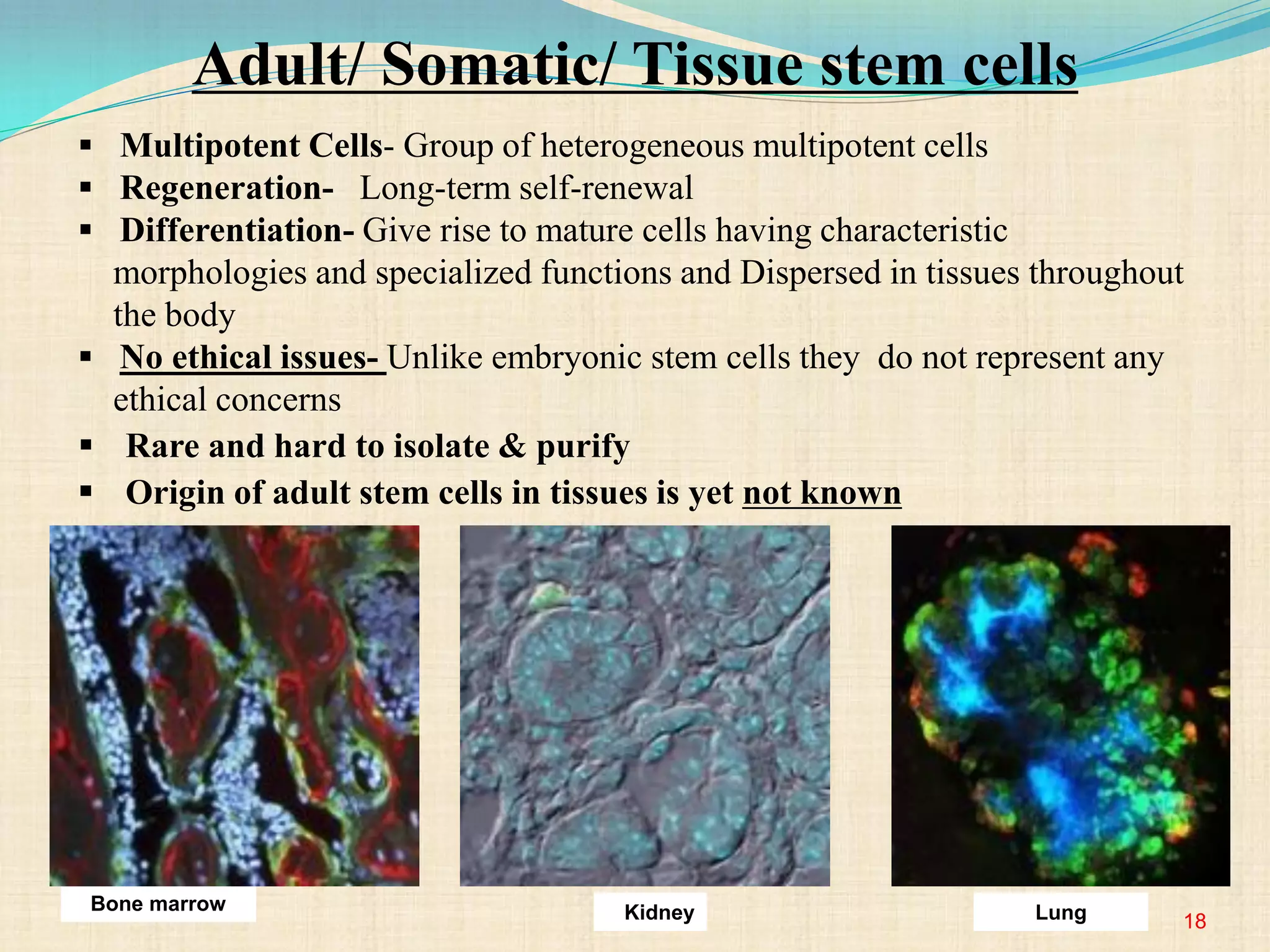 Stem Cell Technology and its Clinical Application | PDF