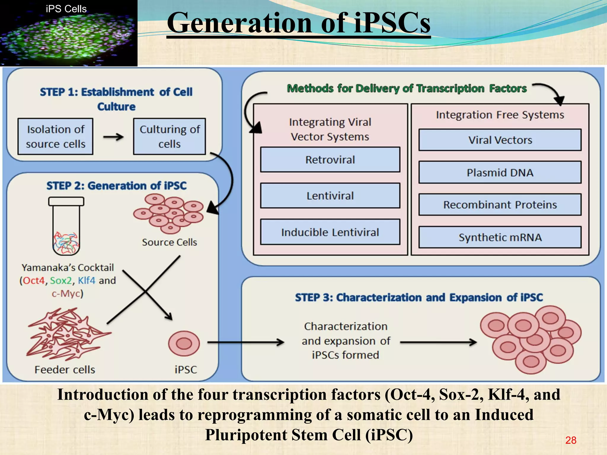 Stem Cell Technology and its Clinical Application | PDF