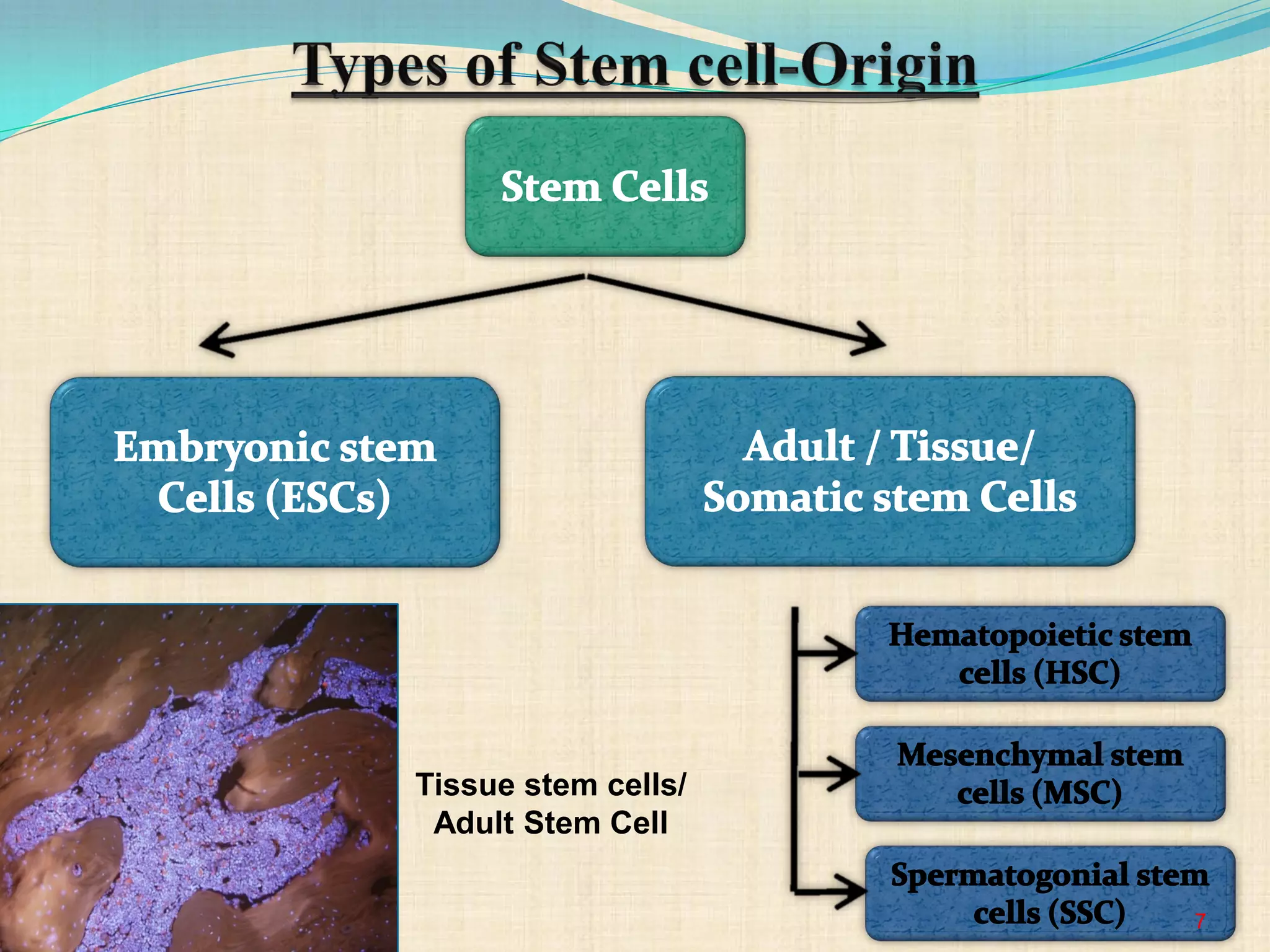 Stem Cell Technology and its Clinical Application | PDF
