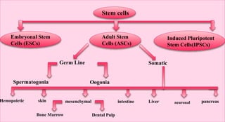 Stem cells | PPTX