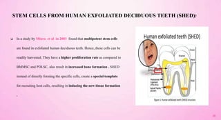 Stem cells | PPTX