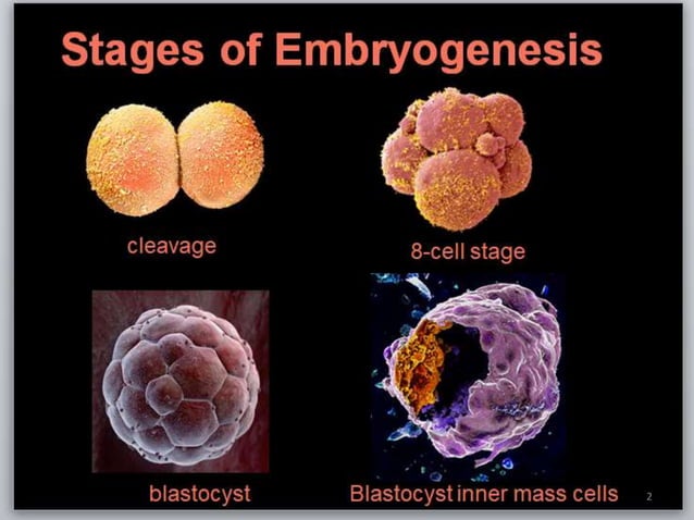 Stem cells (Biotechnology) | PPTX