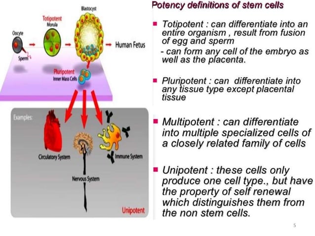 Stem cells (Biotechnology) | PPTX