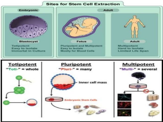 Stem cells (Biotechnology) | PPTX