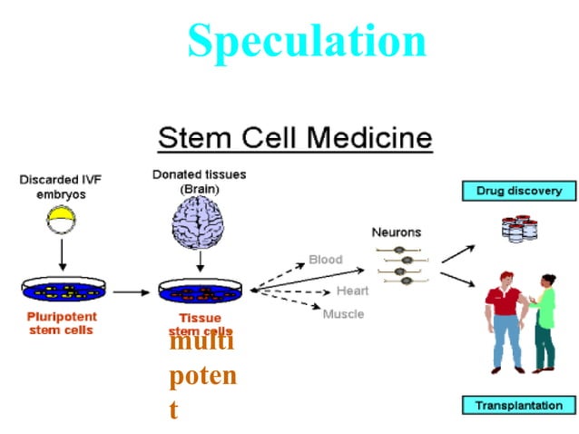 Stem cells.ppt in pdf form download available | PPT