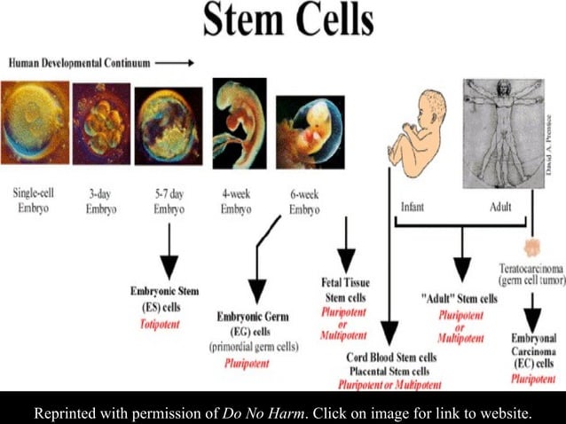Stem cells background | PPT