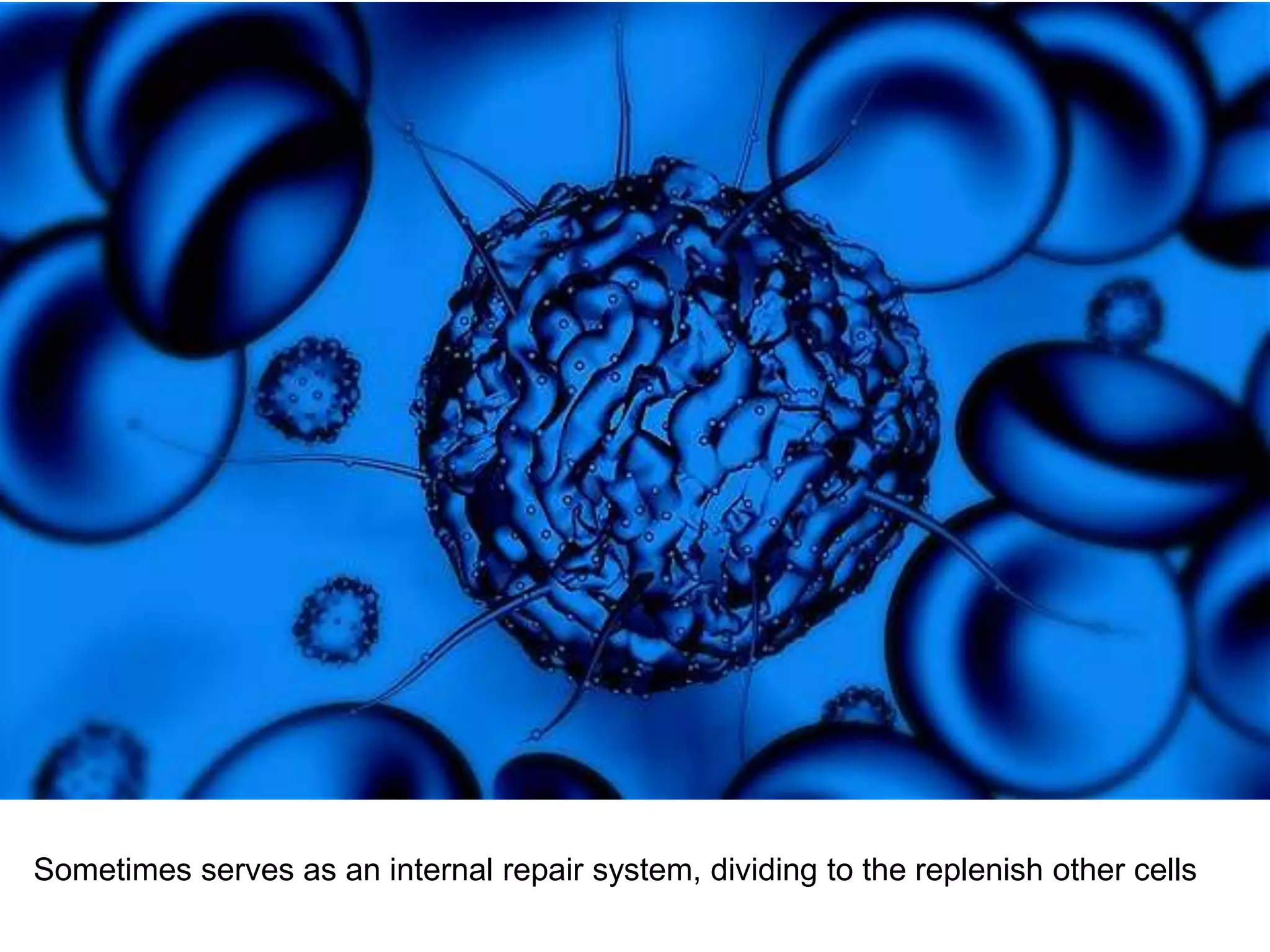 Stem Cells: The Basics | PPTX | Diabetes | Diseases and Conditions