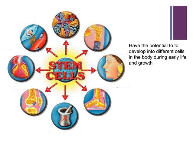 Stem Cells: The Basics | PPTX | Diabetes | Diseases and Conditions