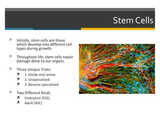 Stemcells2 | PPT