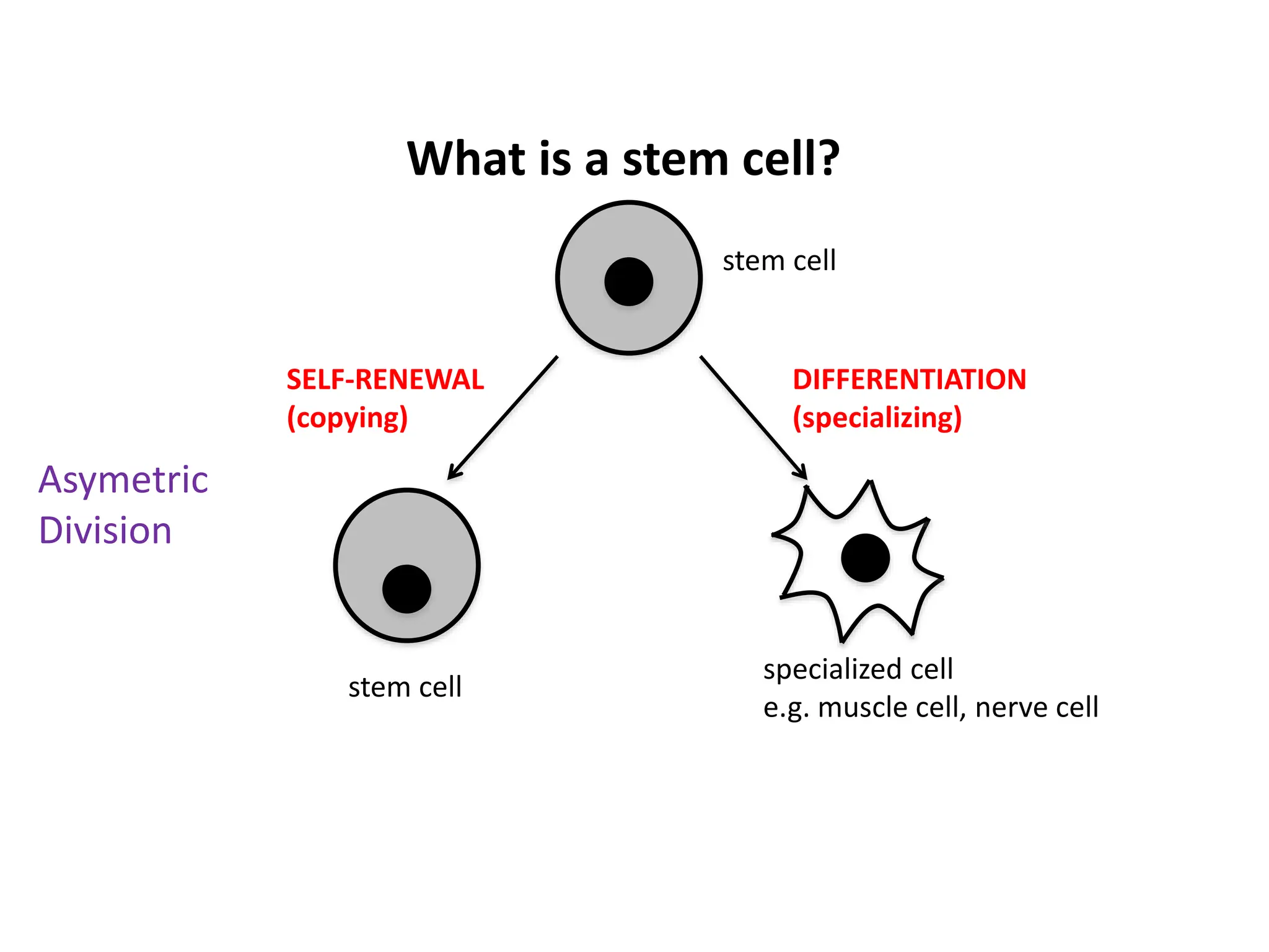 stem cells2.pptx