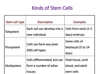 stem cells2.pptx