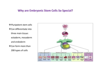 stem cells2.pptx
