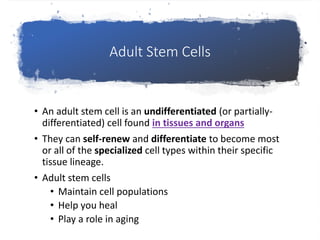 stem cells2.pptx