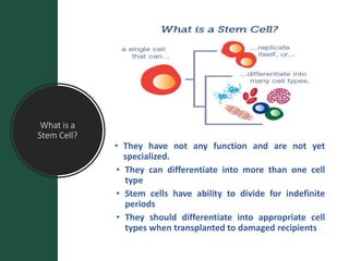 stem cells2.pptx