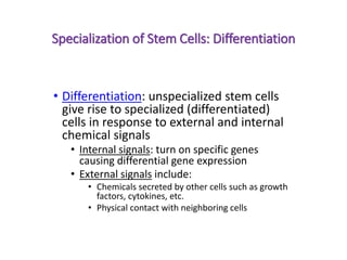 stem cells2.pptx