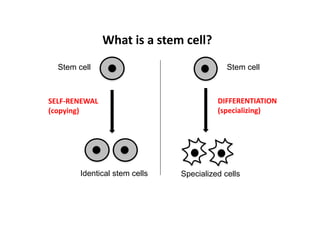 stem cells2.pptx