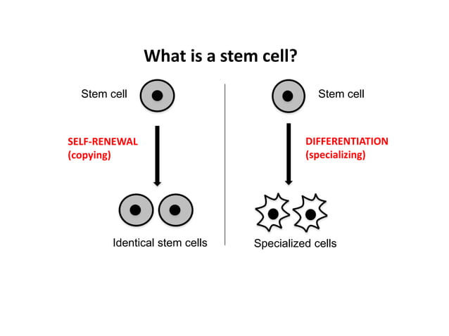 stem cells2.pptx