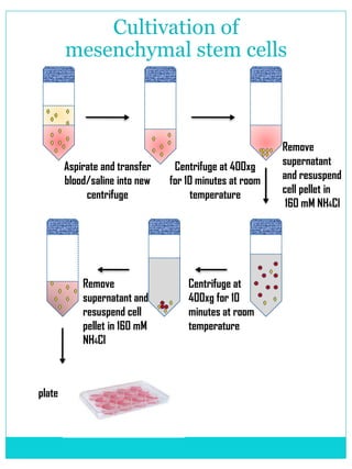 Stem cells | PDF
