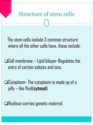 Stem cells | PDF