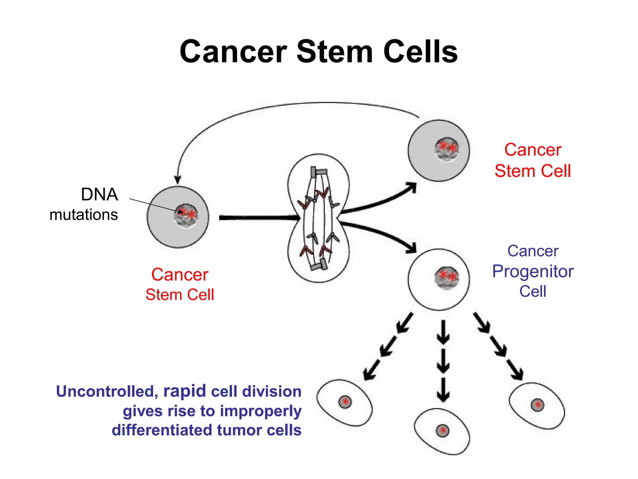 Stem cells and_cancer_ppt | PPT