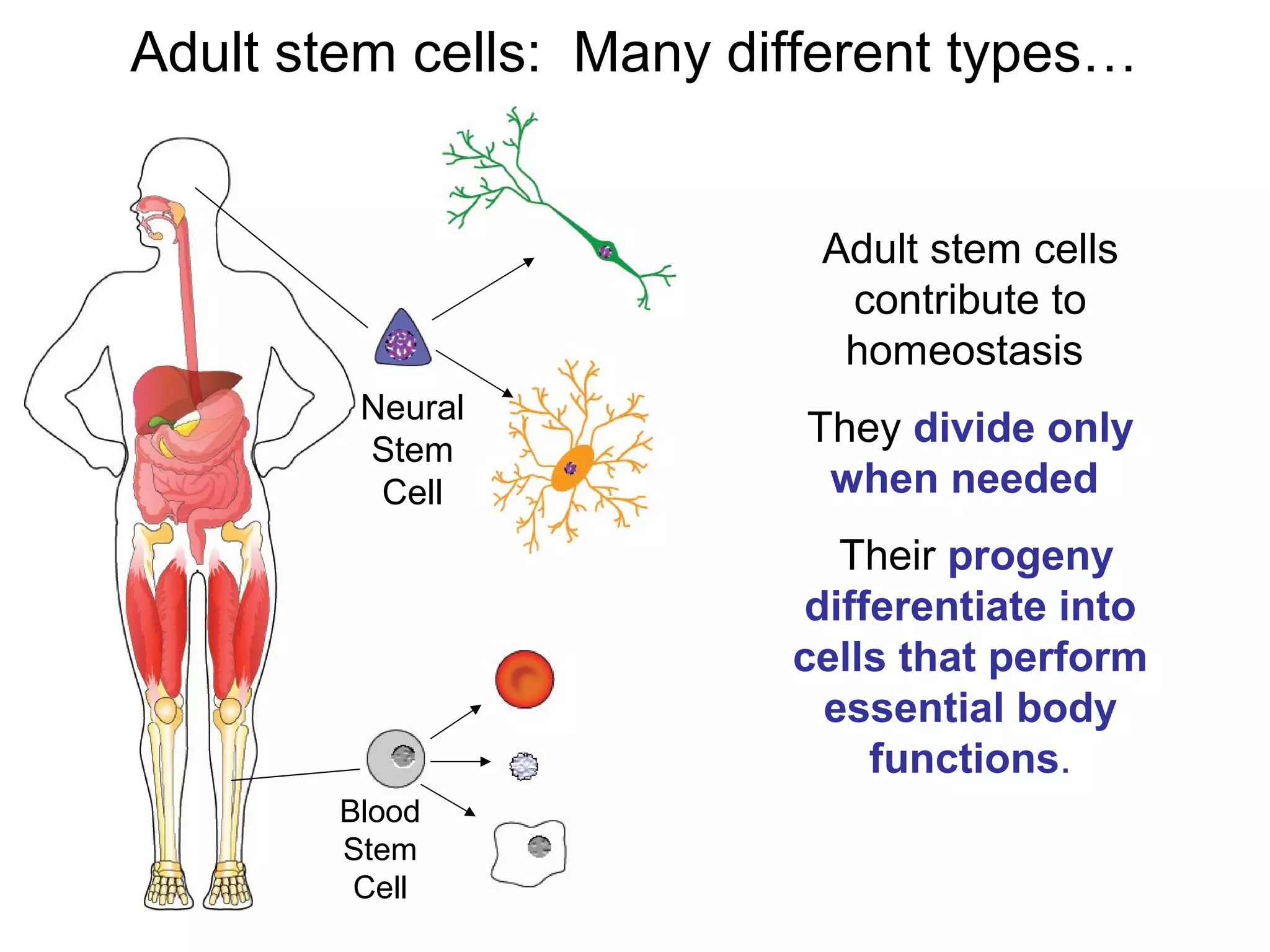 Stem cells and_cancer_ppt | PPT