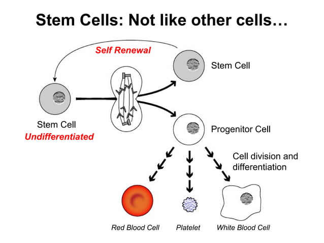 Stem cells and_cancer_ppt | PPT