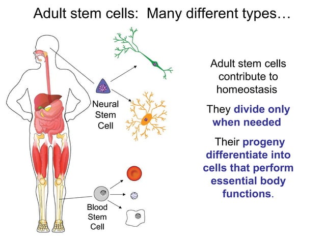 Stem cells and_cancer_ppt | PPT