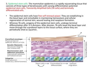 Stem cells and its application | PPTX