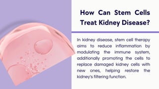 Stem Cells and Kidneys: Pioneering Treatments for Renal Diseases | R3 ...