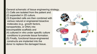 Stem cells and nanotechnology in regenerative medicine and tissue ...