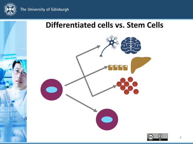 Stem cells and_regenerative_medicine | PPTX