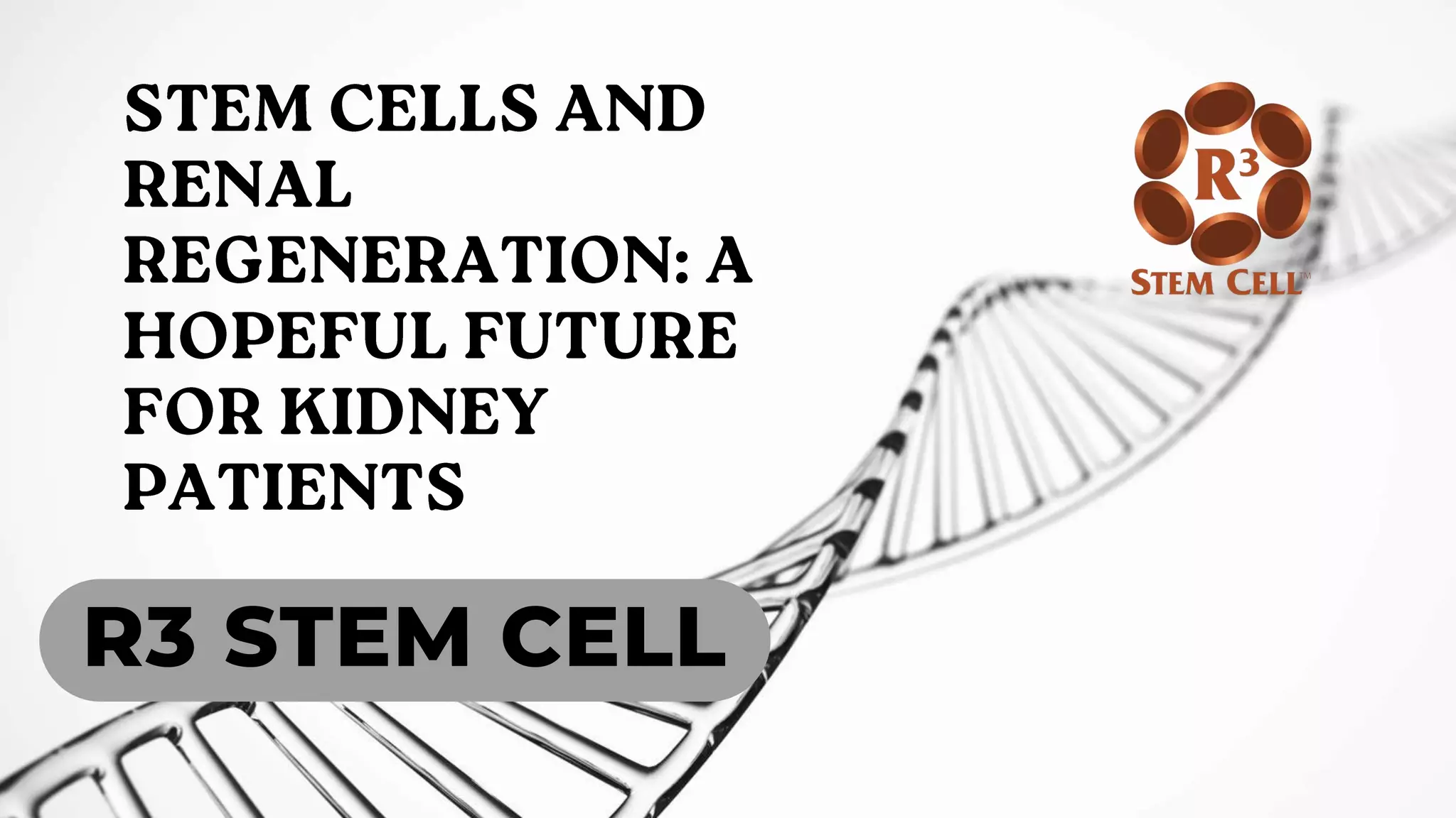 Stem Cells and Renal Regeneration: A Hopeful Future for Kidney Patients ...