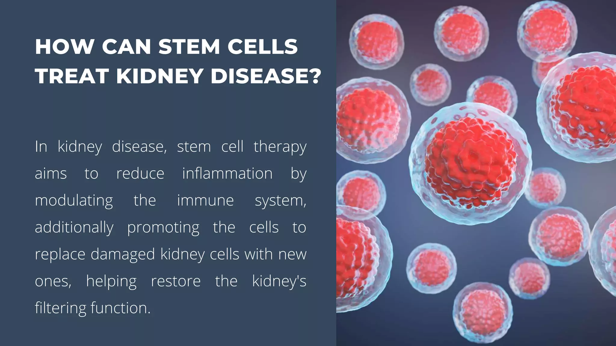 Stem Cells and Renal Regeneration: A Hopeful Future for Kidney Patients ...
