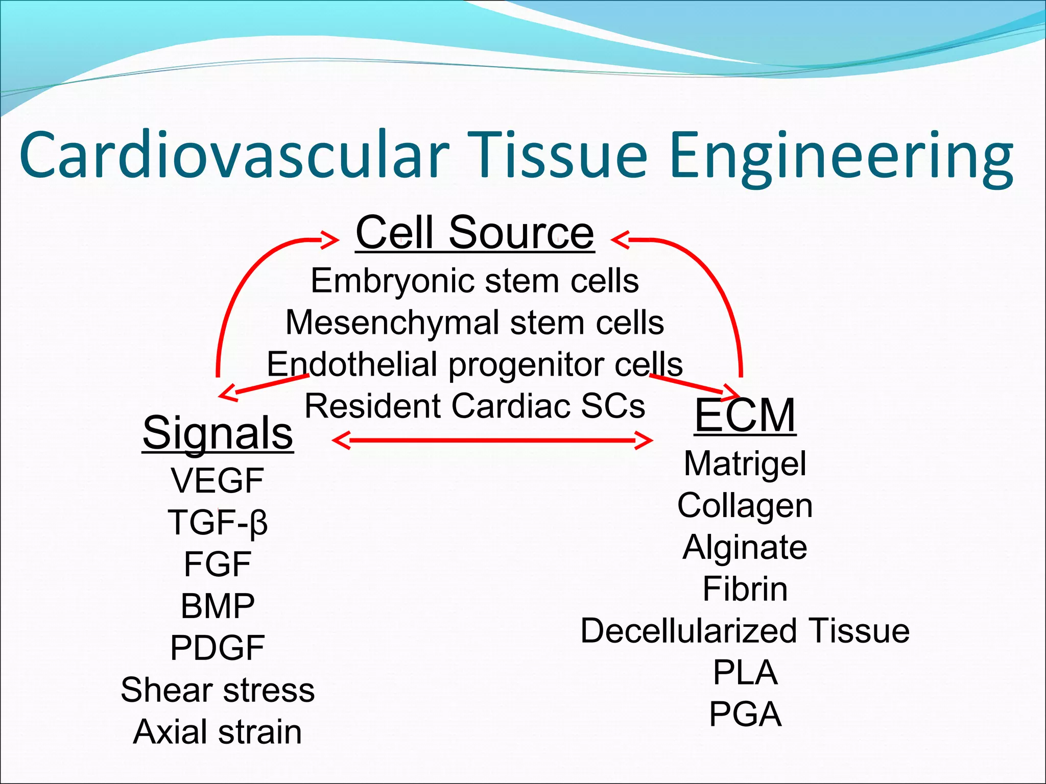 Stem cells and tissue engineering | PPT
