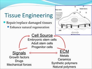 Stem cells and tissue engineering | PPT | Genetics | Science