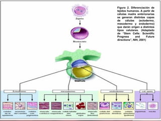 Stem cells | PPT