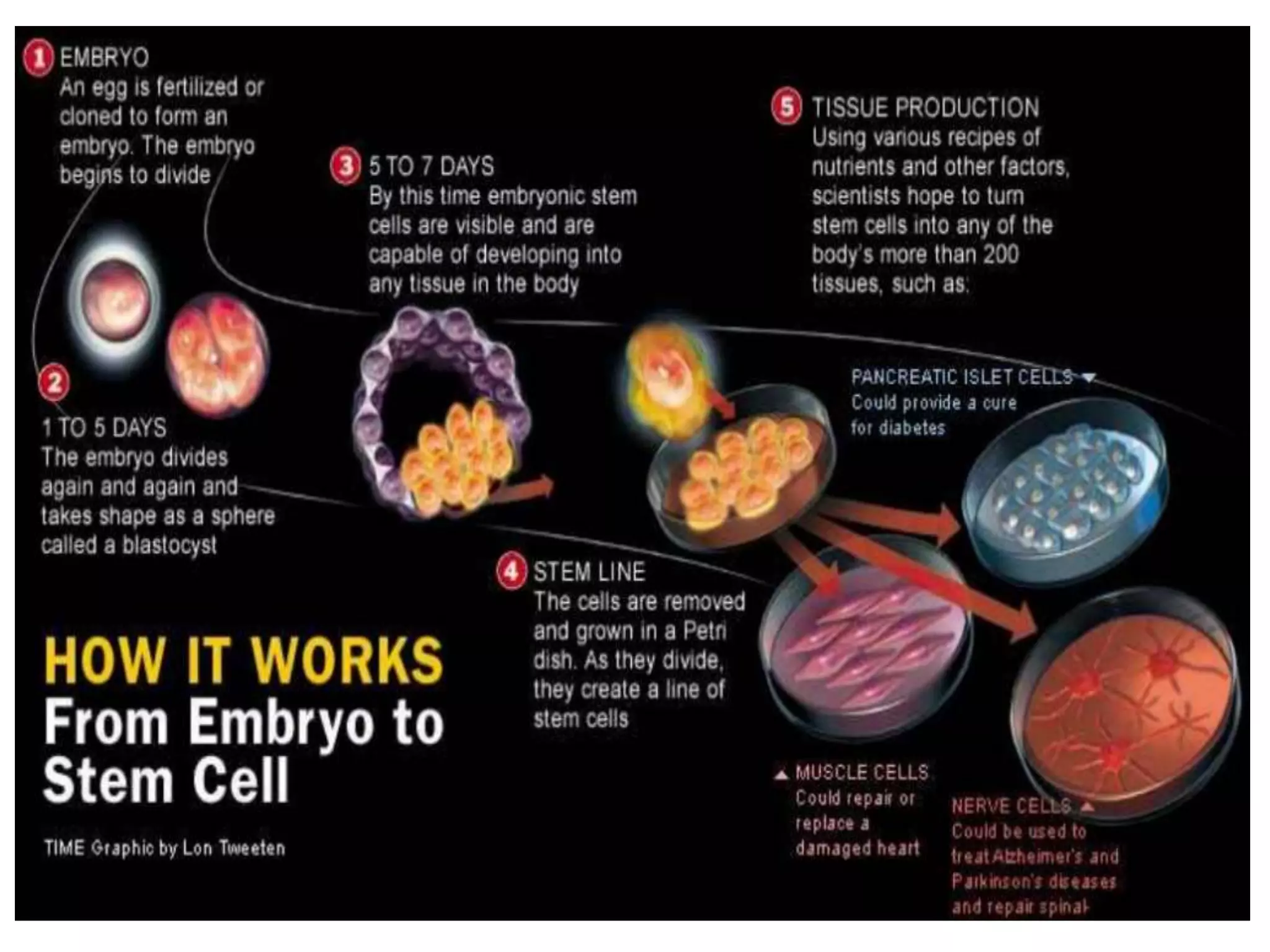 Stem cells biology and their application in clinical medicine | PPTX