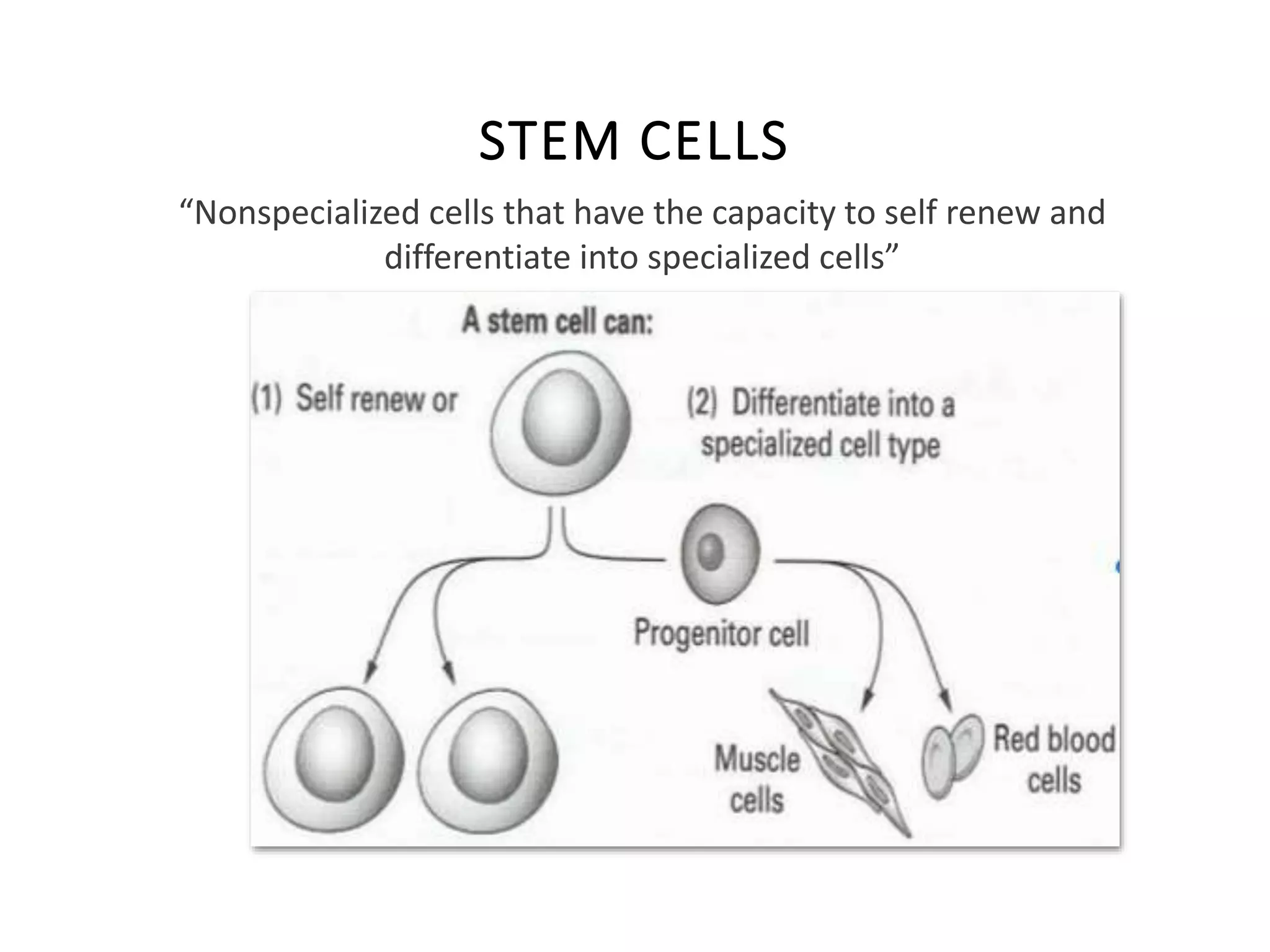 Stem Cells Biology by Lomesh | PPTX