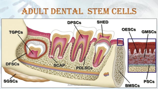 Stem cells in omfs | PDF | Dental Health | Diseases and Conditions