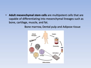 Adipose Derived Stem cells in plastic surgery | PPTX