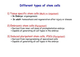 Stem cells in regenerative biology and medicine | PDF