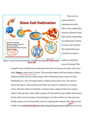Stem Cell Essay+Rubric | PDF