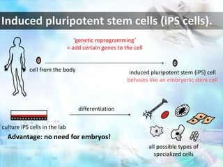 Stem cells | PPTX